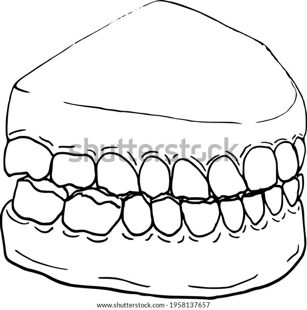 Handdrawn Outline Set Teeth Gums Good Stock Vector (Royalty Free ...