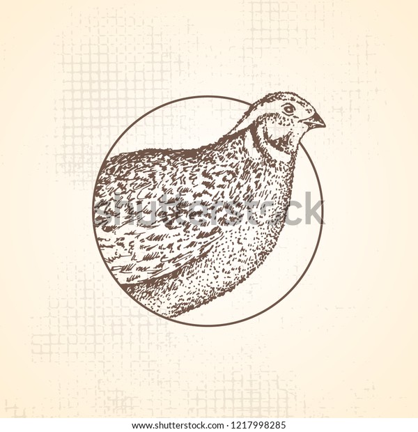 Handdrawn Quail Sign Round Frame Engraving Stock Vector (Royalty Free ...