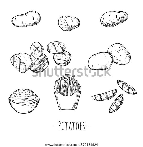 Handdrawn Set Potatoes Raw Grilled Mashed Stock Vector (Royalty Free ...