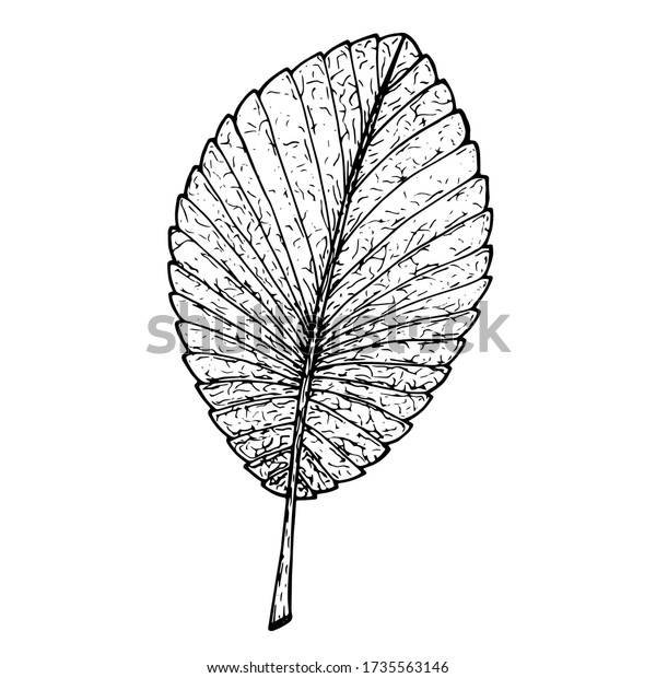 Handdrawn Sheet Outline Drawing Engraved Style Stock Vector (Royalty ...