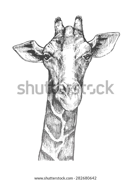 Handdrawn Sketch Head Giraffe Giraffe Front Stock Vector (Royalty Free ...