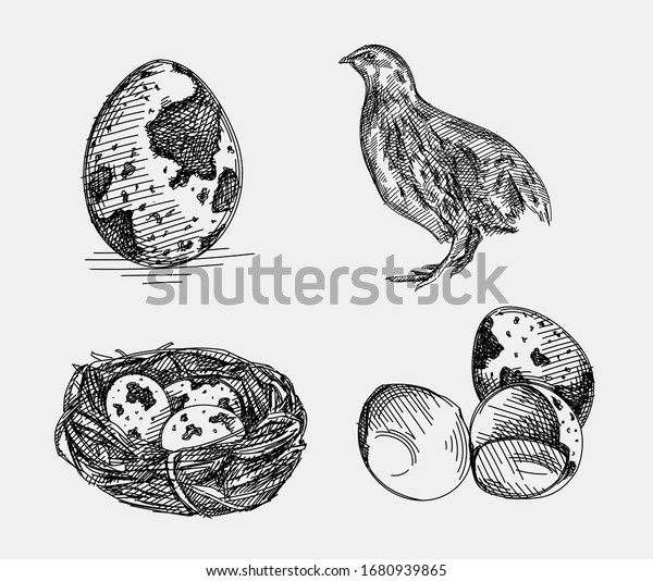 Handdrawn Sketch Quail Set Set Consists Stock Vector (Royalty Free ...