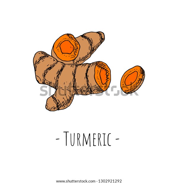 Handdrawn Turmeric Root Vector Cartoon Illustration: vetor stock (livre ...
