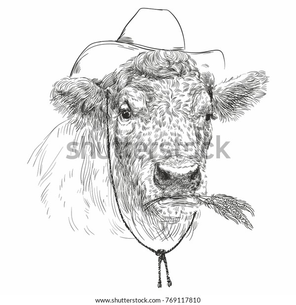 Handdrawn Vector Cow Head Cowboy Hat Stock Vector (Royalty Free ...