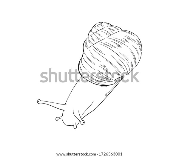 Handdrawn Vector Snail Line Art Drawing: เวกเตอร์สต็อก (ปลอดค่า ...
