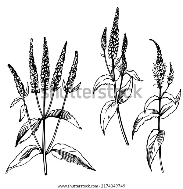 Handdrawn Veronica Flower Vector Sketch Illustration Stock Vector ...