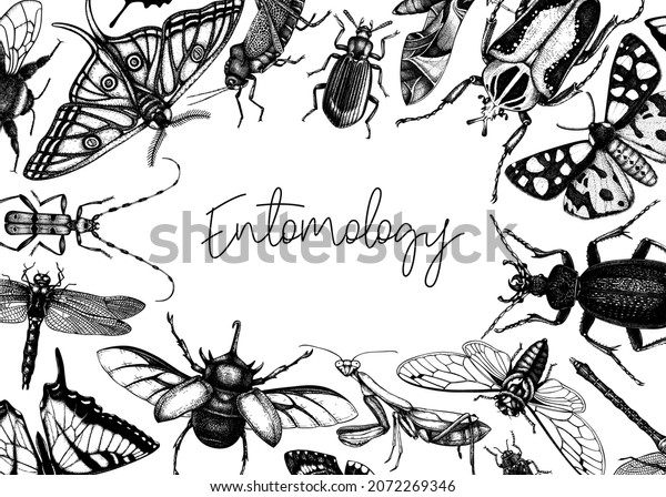 Handsketched Insect Banner Template Hand Drawn Stock Vector (Royalty ...