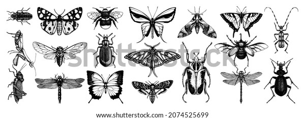 Handsketched Insects Collection Handdrawn Beetles Bugs Stock Vector ...