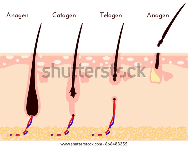 Hare Care Loos Life Cycle Hair: vector de stock (libre de regalías ...