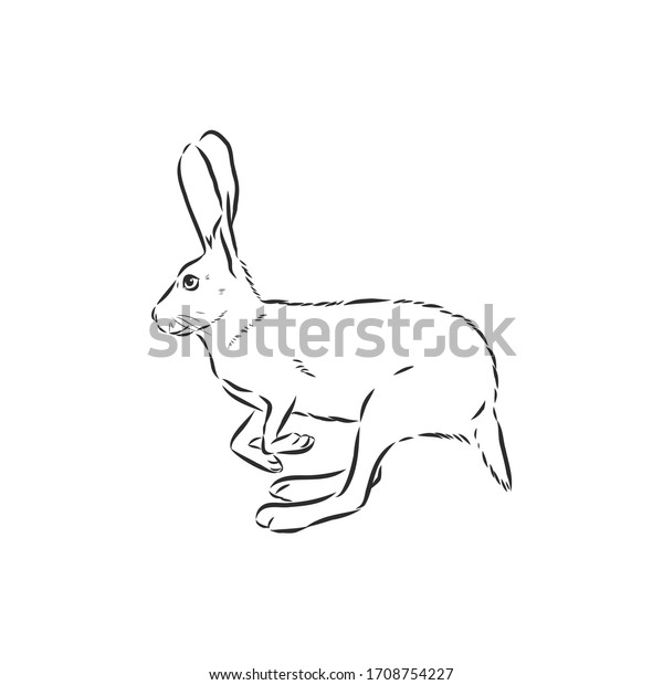 Hare Doodle Style Sketch Illustration Hand Stock Vector (Royalty Free ...