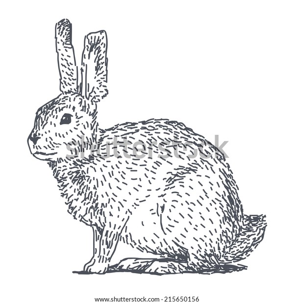 Hare Drawing