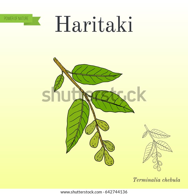 Haritaki Terminalia Chebula Black Chebulic Myrobalan Stock Vector ...