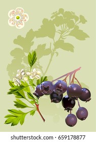 Hawthorn Stock Vector (Royalty Free) 659178877 | Shutterstock
