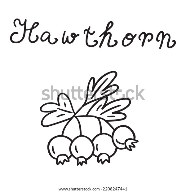 Hawthorn Outline Vector Hand Drawn Icon Stock Vector (Royalty Free ...