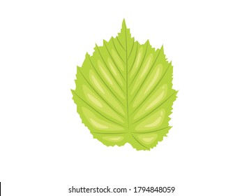 Hazel tree leaf Stock Vectors, Images & Vector Art | Shutterstock