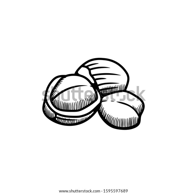 Hazelnut Illustration Engraving Doodle Hazelnut Shell Stock Vector ...