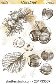 5,547 Hazelnut sketch Images, Stock Photos & Vectors | Shutterstock