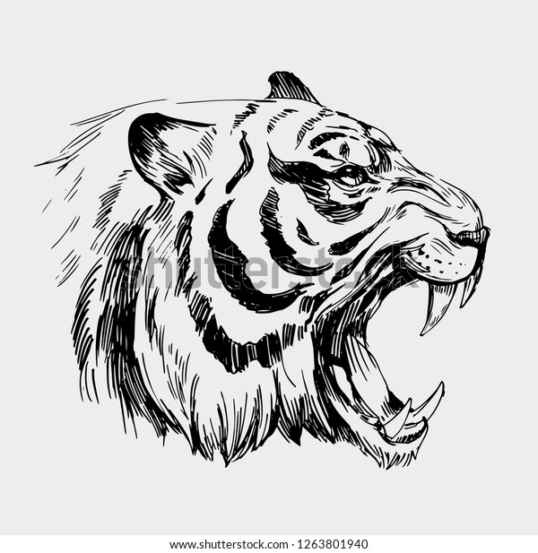 Head Angry Tiger Hand Drawn Illustration Stock Vector (Royalty Free ...