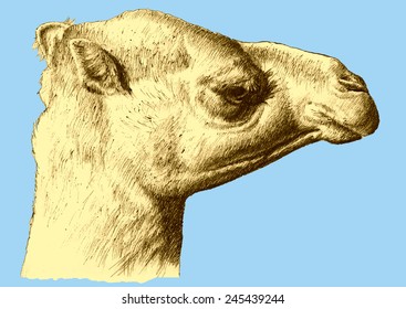 10,096 Camel eye Images, Stock Photos & Vectors | Shutterstock