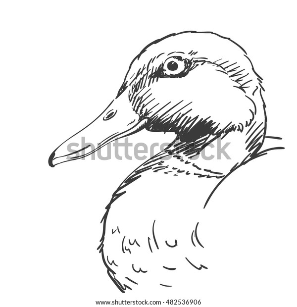 Head Duck Isolated Vector Sketch Hand Stock Vector (Royalty Free) 482536906