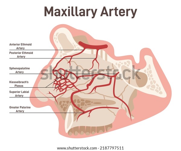 Head Face Circulatory System Anatomical Diagram: เวกเตอร์สต็อก (ปลอดค่า ...