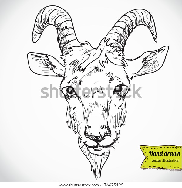 Head Goat Portrait Vector Drawing Sketchy Stock Vector (Royalty Free ...