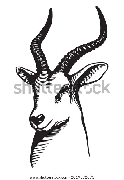 Head Kob Hand Drawn Illustration Stock Vector (Royalty Free) 2019572891 ...
