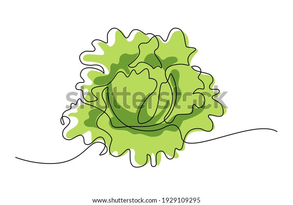 Head Lettuce Continuous Line Art Drawing Stock Vector (Royalty Free ...