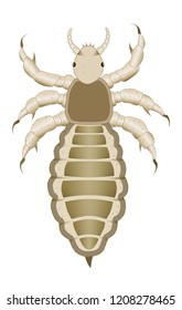 Head Louse Pediculus Humanus Capitis Vector Stock Vector (Royalty Free ...