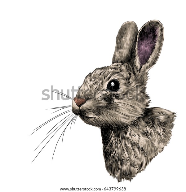 Head White Rabbit Profile Sketch Vector Stock Vector (Royalty Free ...