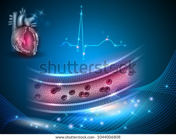 Healthy Artery Cross Section Normal Cardiogram: เวกเตอร์สต็อก (ปลอดค่า ...