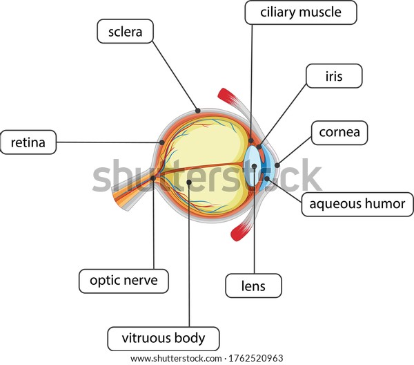Healthy Eye Anatomy Vector Art Illustraton Stock Vector (Royalty Free ...