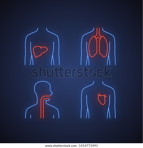 Healthy Human Organs Neon Light Icons Stock Vector (Royalty Free ...