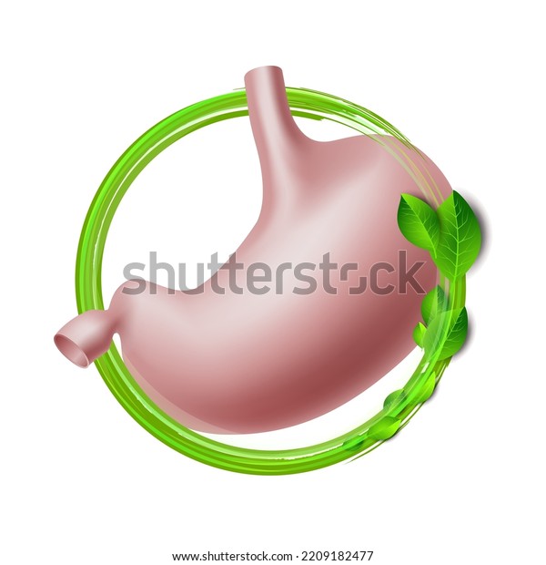 Healthy Human Stomach Green Protective Circle Stock Vector (Royalty ...