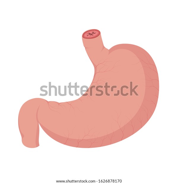 Healthy Human Stomach Vector Illustration Stock Vector (Royalty Free ...