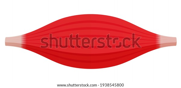 Healthy Muscle Vector Illustration Red Muscle Stock Vector (Royalty ...