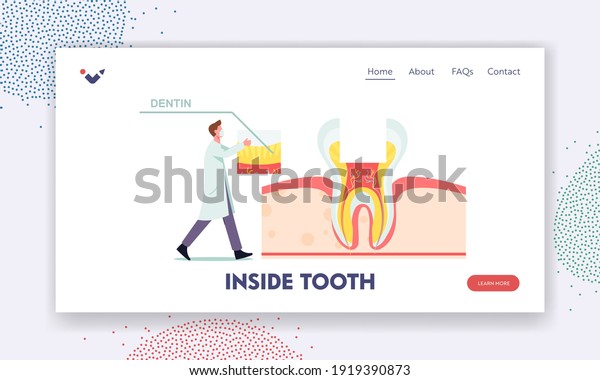 Healthy Teeth Anatomy Inside Structure Landing Stock Vector (Royalty ...