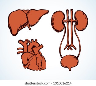 Healthy Viscera System Part Isolated On Stock Vector (Royalty Free ...