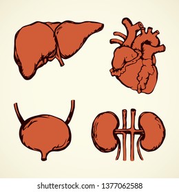 Healthy Viscera System Part Isolated On Stock Vector (Royalty Free ...