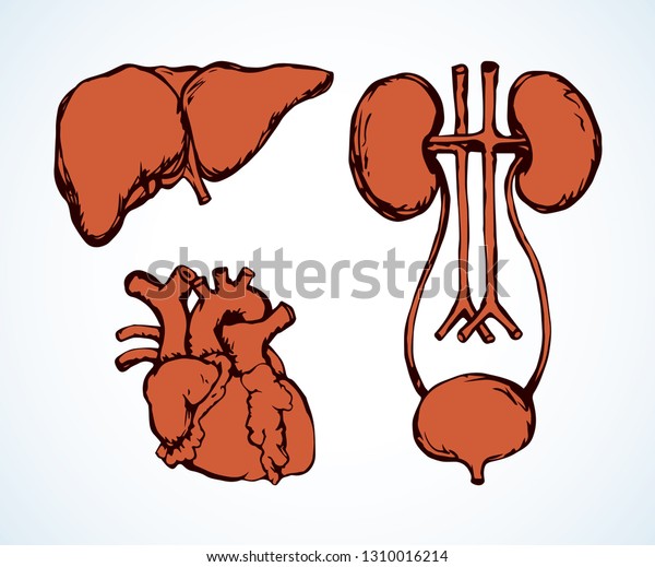 Healthy Viscera System Part Isolated On Stock Vector (Royalty Free ...