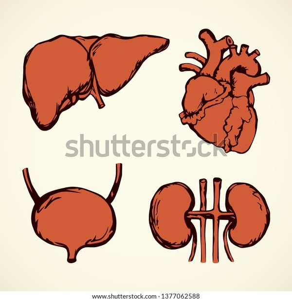 Healthy Viscera System Part Isolated On Stock Vector (Royalty Free ...