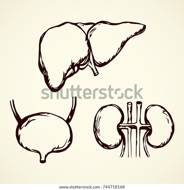 Healthy Viscera System Part Isolated On Stock Vector (Royalty Free ...