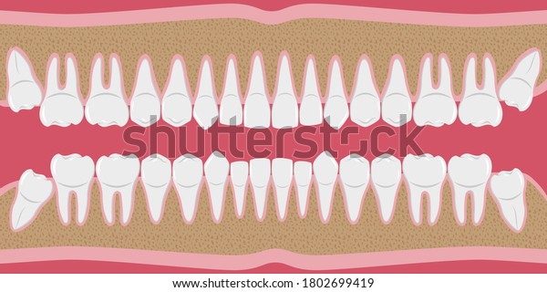 Healthy White Human Teeth Row Beautiful Stock Vector (Royalty Free ...
