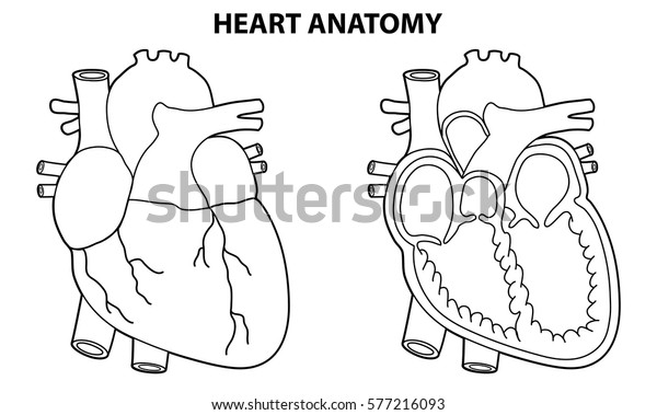 Heart Anatomy Outline Illustration Vector Stock Vector (Royalty Free ...