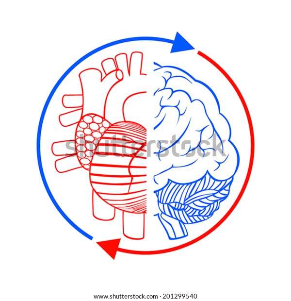 Heart Brain Blood Circulation Sign Showing Stock Vector (Royalty Free ...