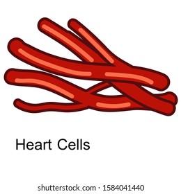 Heart Cell Cartoon Style Vector Illustration Stock Vector (Royalty Free ...