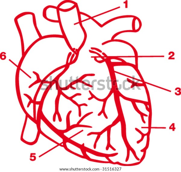 Heart Diagram Stock Vector (Royalty Free) 31516327 | Shutterstock