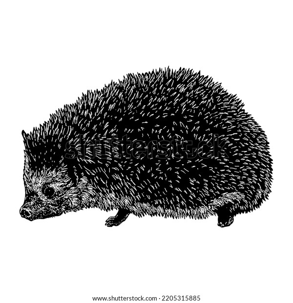 Hedgehog Hand Drawing Vector Illustration Isolated Stock Vector ...