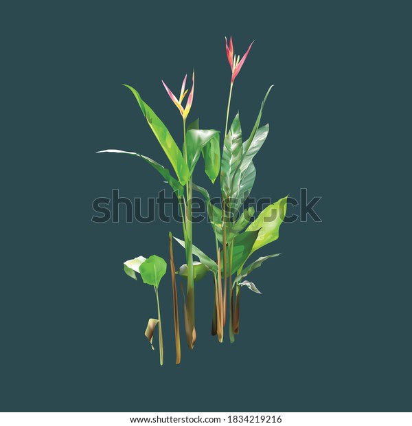 Heliconia Flower Left Graphic Illustrationvectorillustrator Stock ...