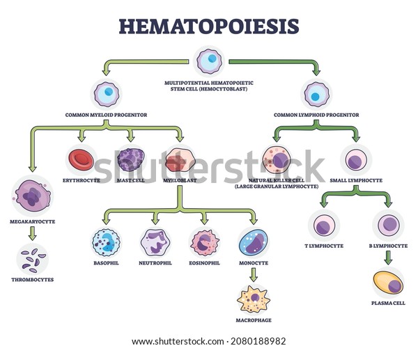 Hematopoiesis Blood Cellular Components Formation Outline Stock Vector ...